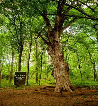 Stejarul | Agenția de Mediu